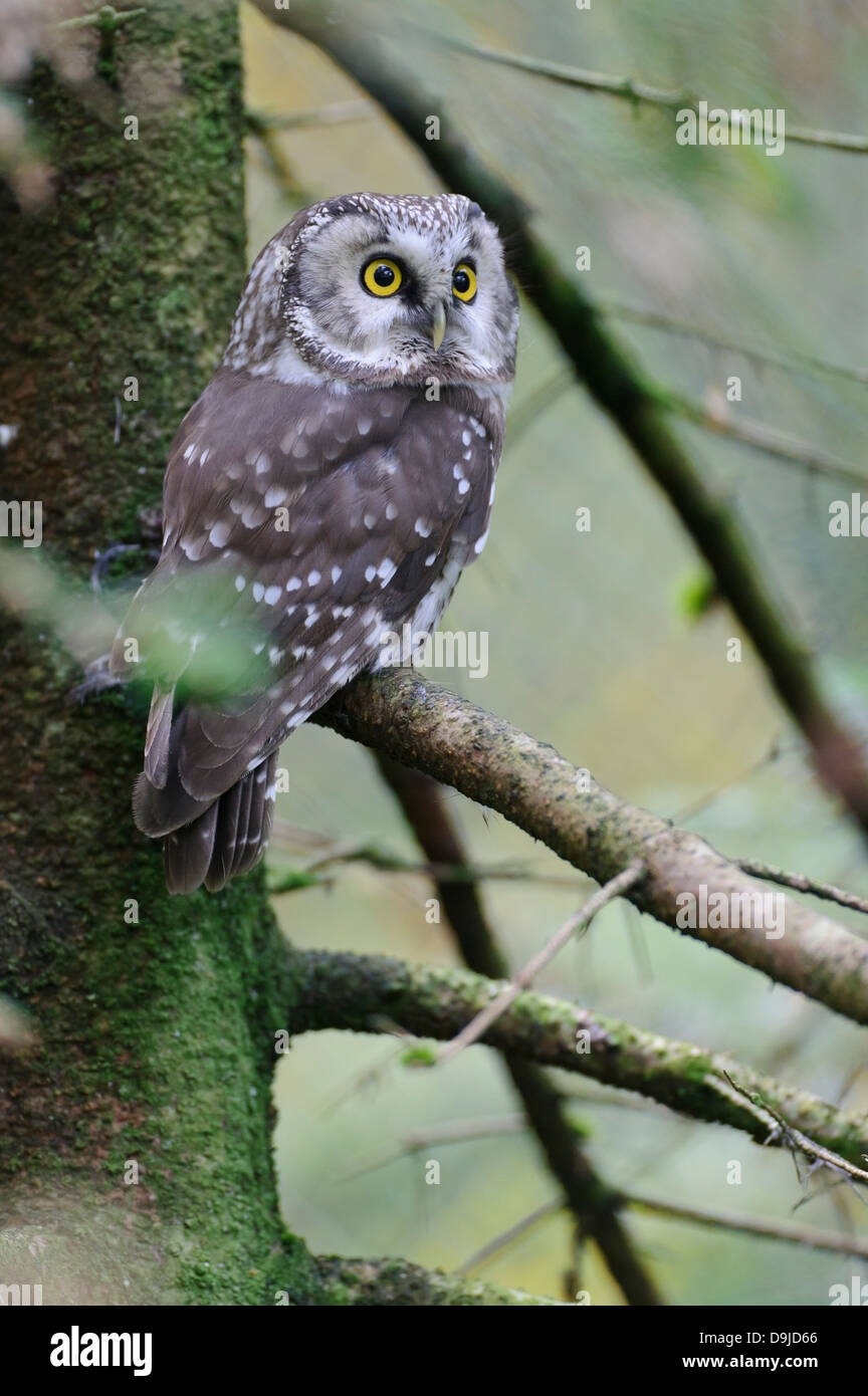 Boreal owl hi-res stock photography and images - Alamy