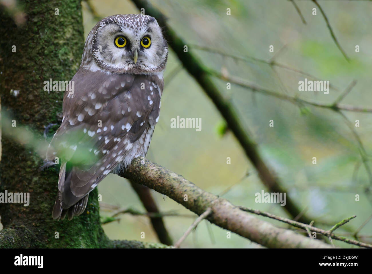 The boreal owl hi-res stock photography and images - Alamy