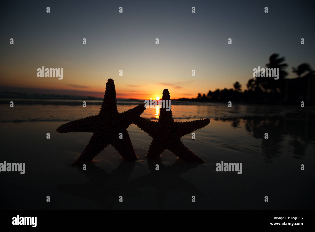 Starfish silhouette hi-res stock photography and images - Alamy
