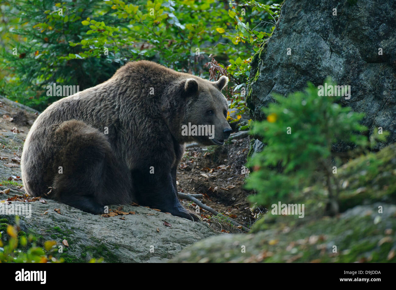 Ursus arctos, brown bear, Braunbär, Braunbaer, bears Stock Photo - Alamy