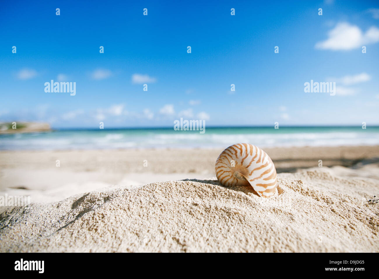 Small nautilus shell with ocean hi-res stock photography and images - Alamy