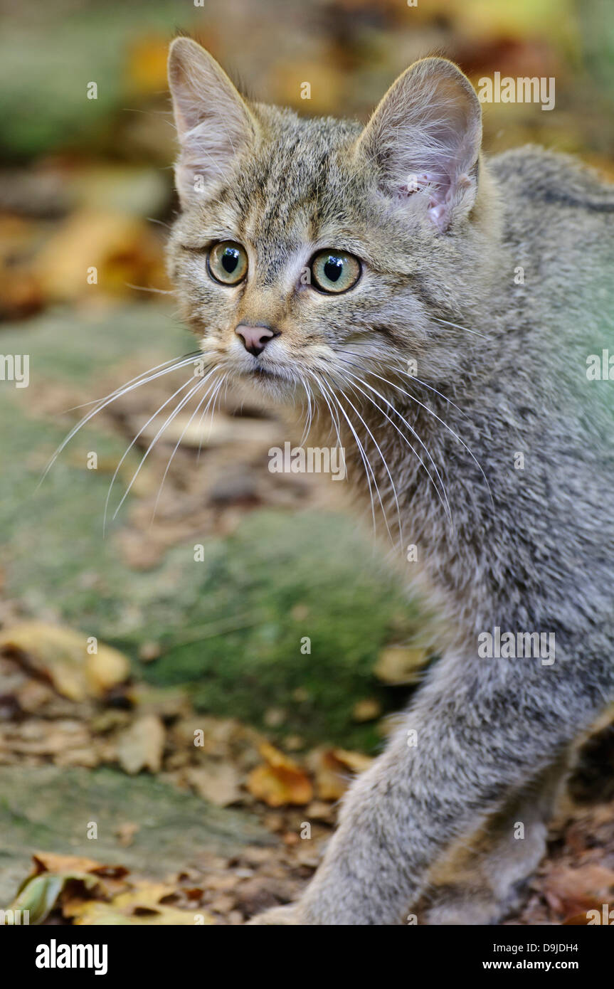 Wildkatze, wildcat, Felis silvestris Stock Photo - Alamy