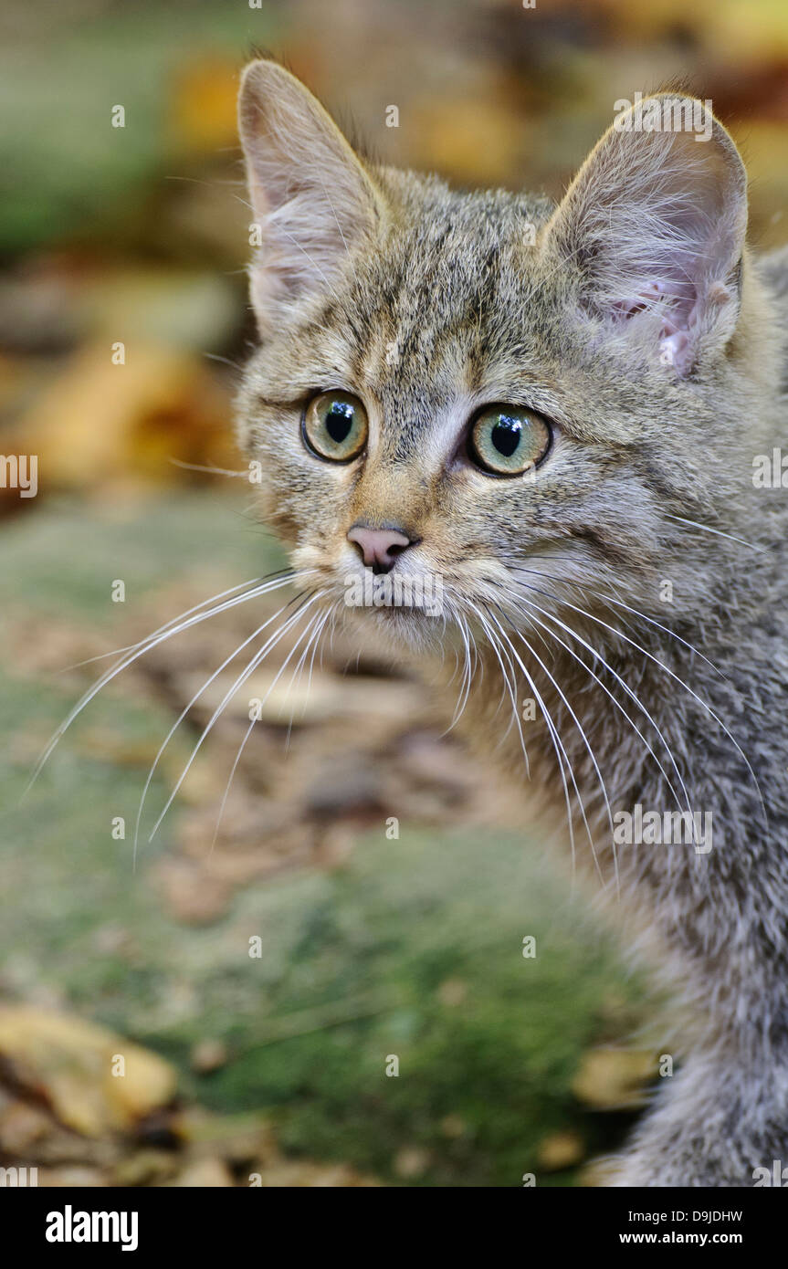 Wildkatze, wildcat, Felis silvestris Stock Photo - Alamy