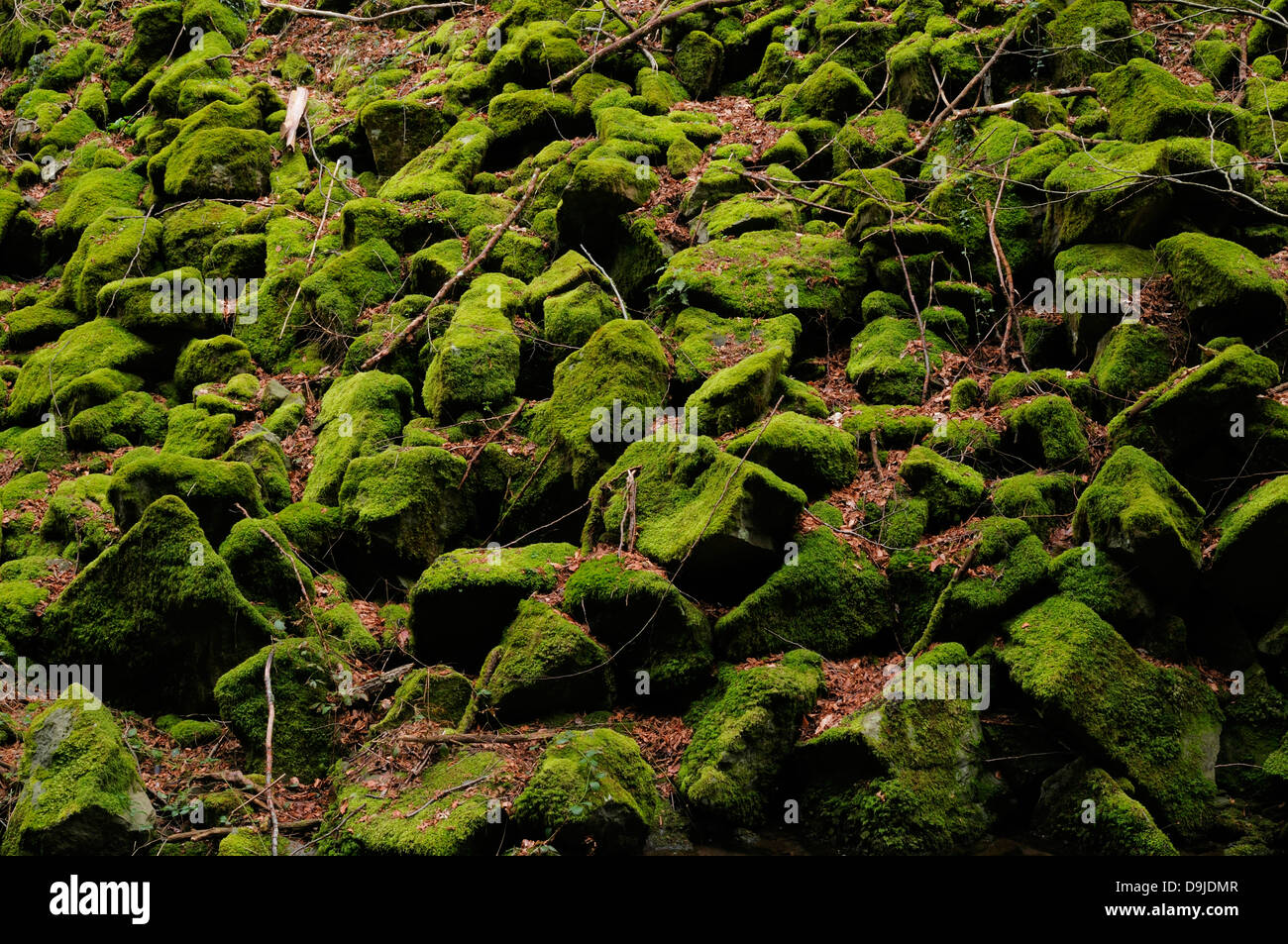 Rocks in a forest covered of green moss Stock Photo - Alamy