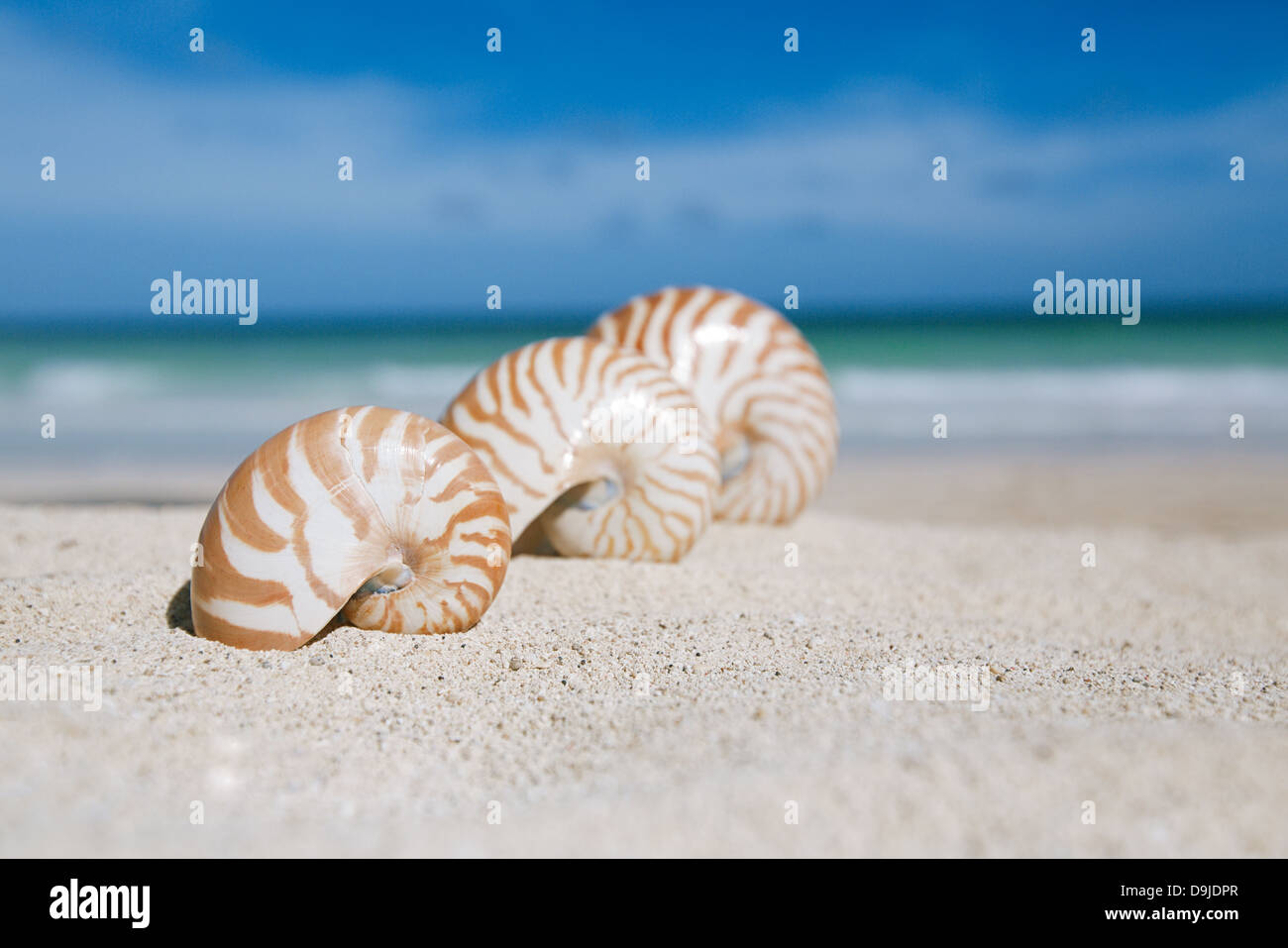 small nautilus shell with ocean , beach and seascape, shallow dof Stock ...