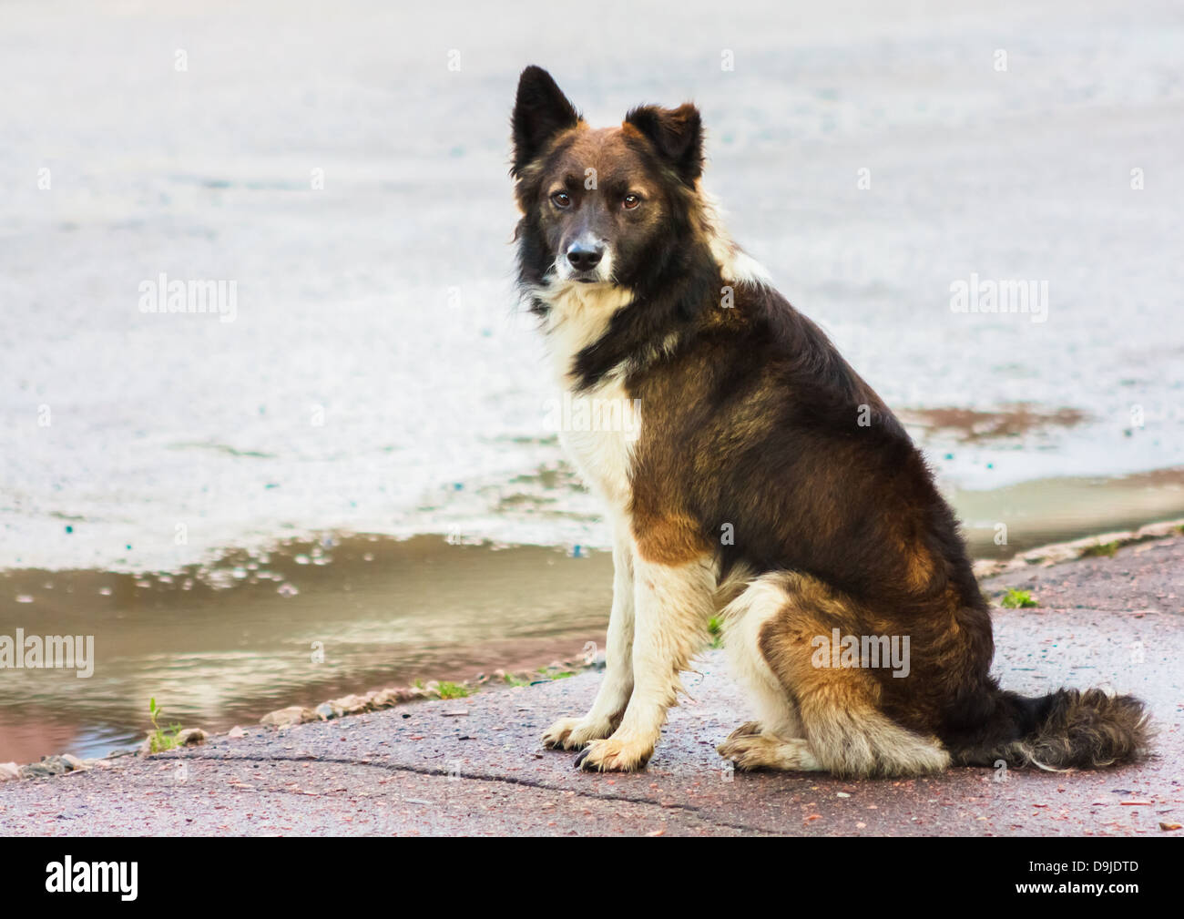 Portrait Of A Stray Dog In Street Stock Photo - Alamy