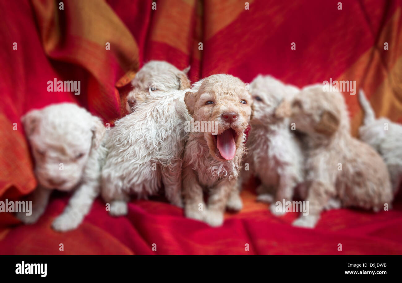 Lagotto romagnolo hi-res stock photography and images - Alamy