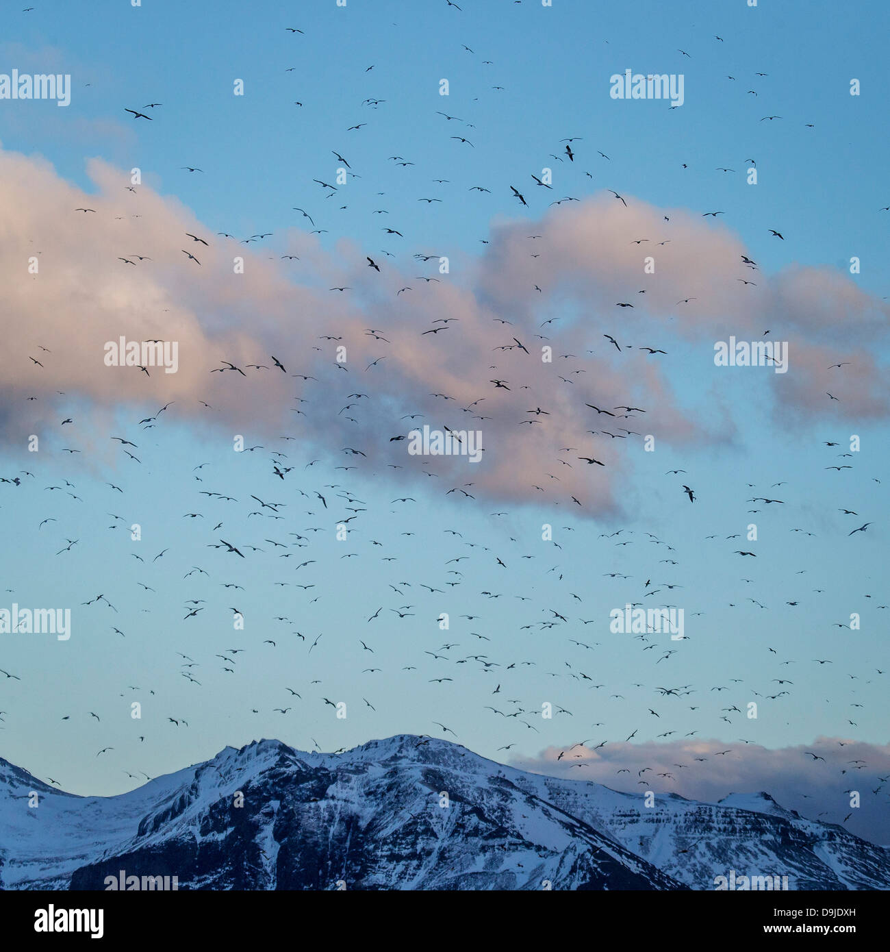 Black headed gulls flock hi-res stock photography and images - Alamy