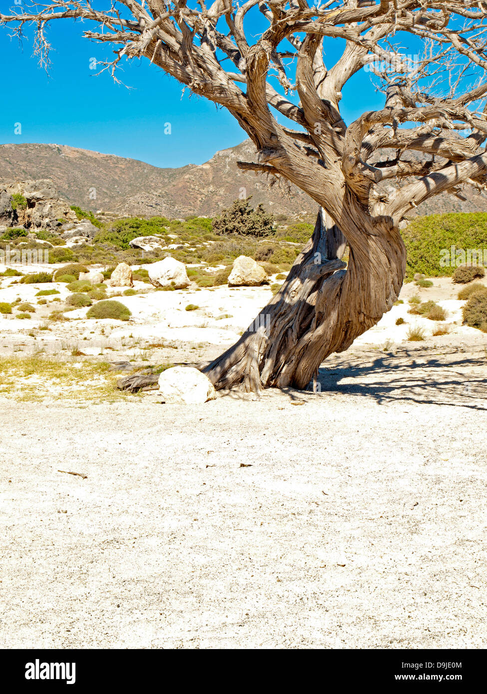 Dead tree on Cretan beach Stock Photo - Alamy
