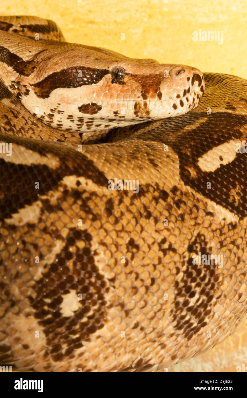 Yellow boa constrictor snake hi-res stock photography and images - Alamy