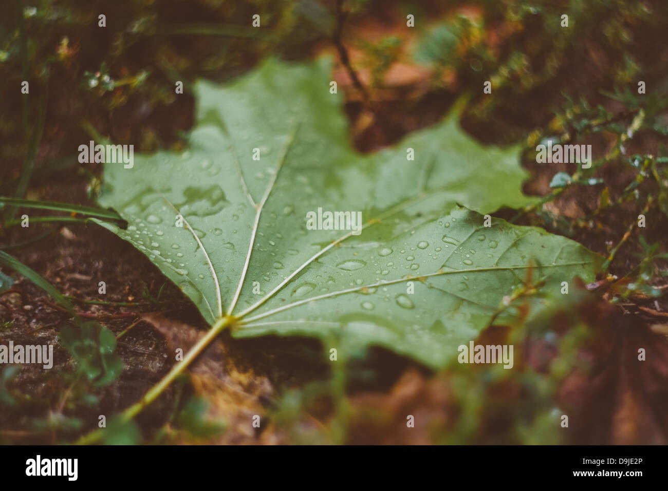 Maple weed hi-res stock photography and images - Alamy