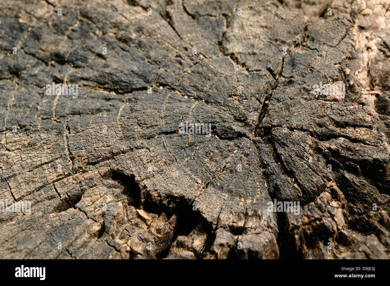 Stem section hi-res stock photography and images - Alamy