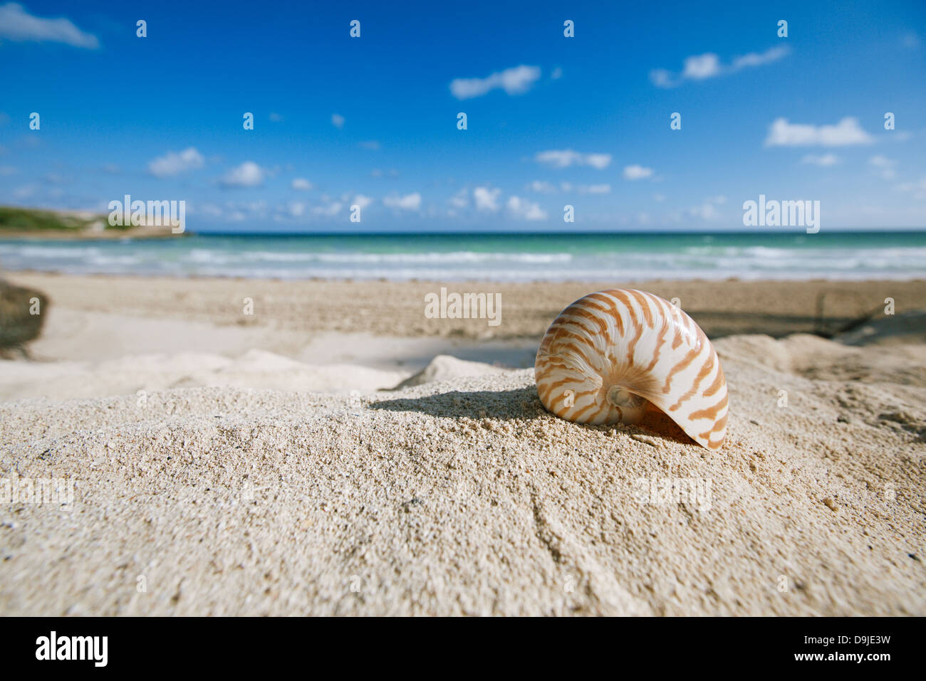 small nautilus shell with ocean , beach and seascape, shallow dof Stock ...