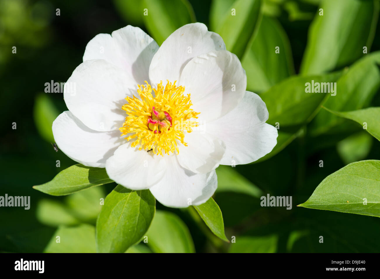 Beds with peonies in a summer garden Stock Photo - Alamy