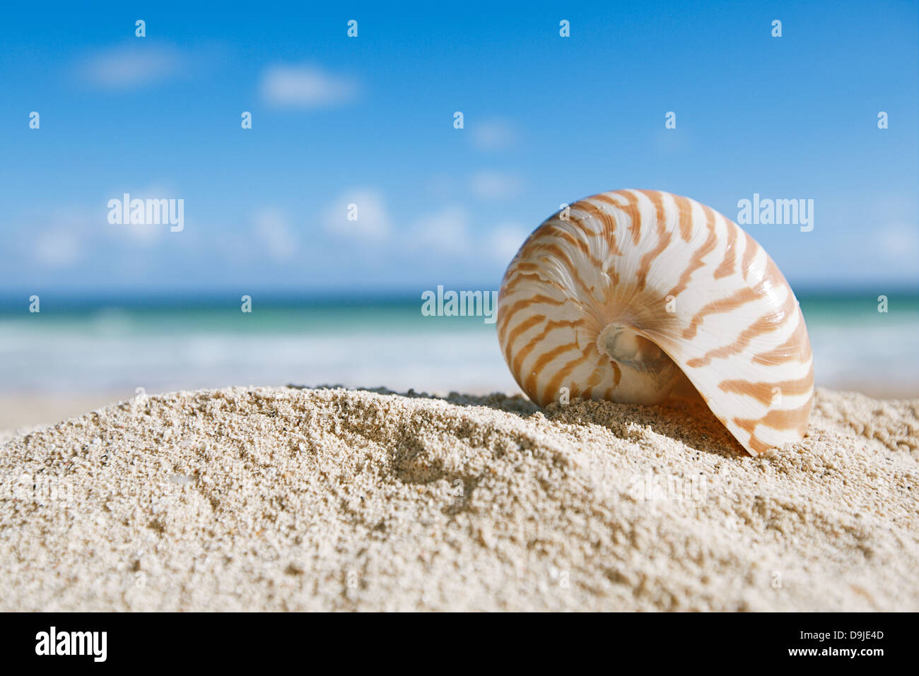 small nautilus shell with ocean , beach and seascape, shallow dof Stock ...