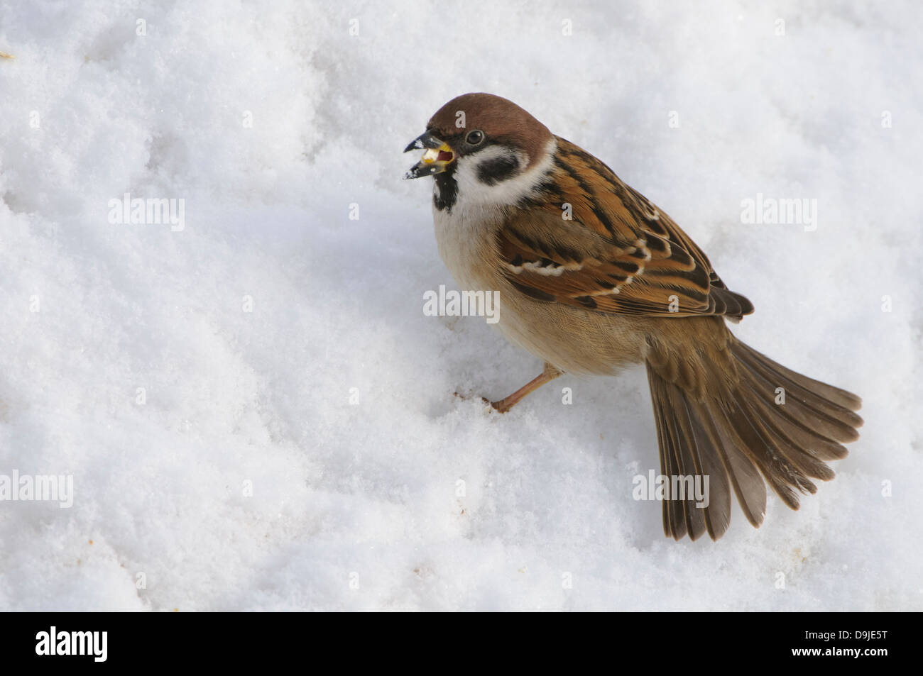 Feldsperling, Eurasian Tree Sparrow, Passer montanus Stock Photo - Alamy