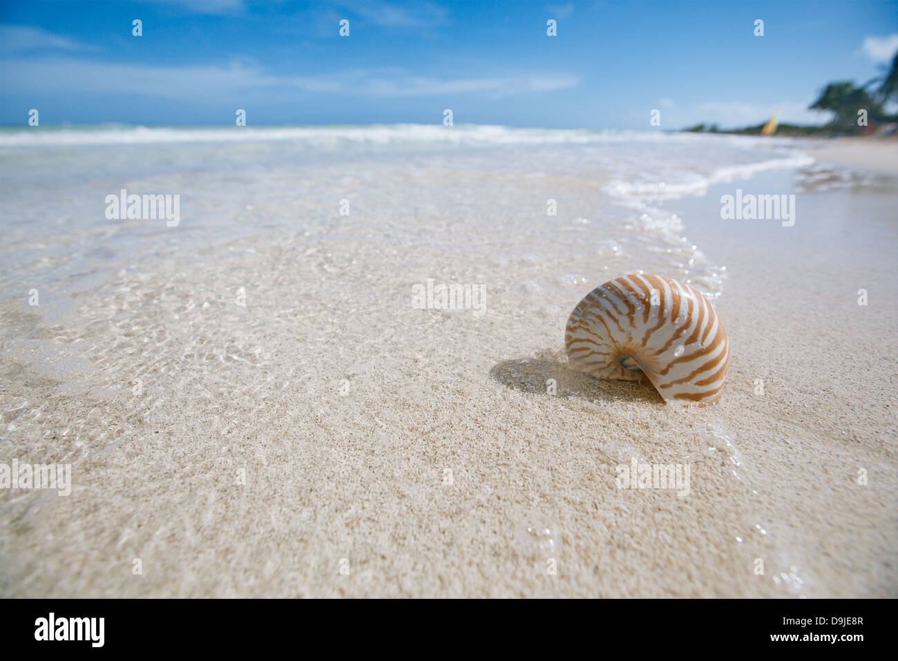 nautilus shell in blue sea wave, shallow dof Stock Photo - Alamy