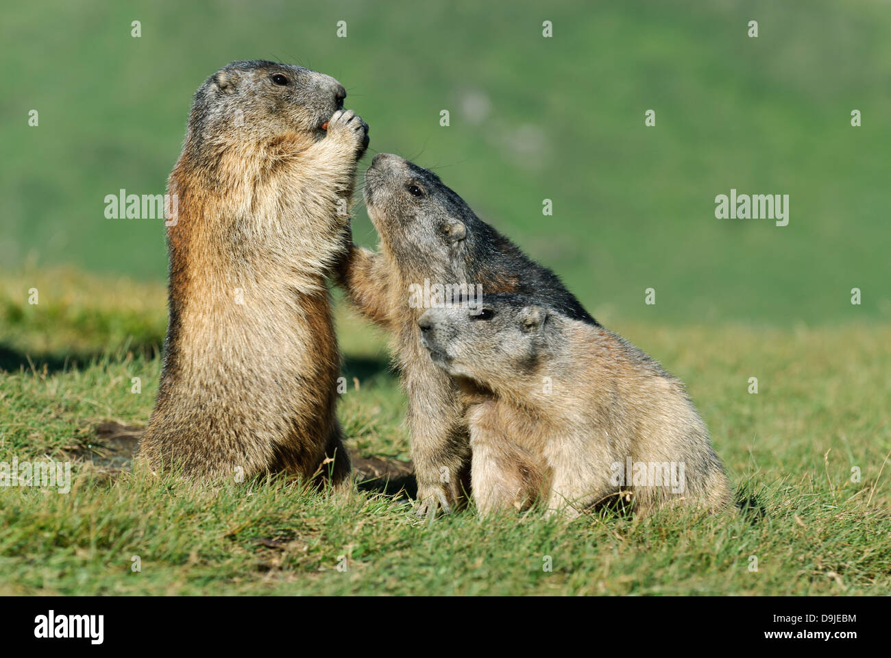 Murmeltier, Alpine Marmot, Marmota marmota Stock Photo - Alamy