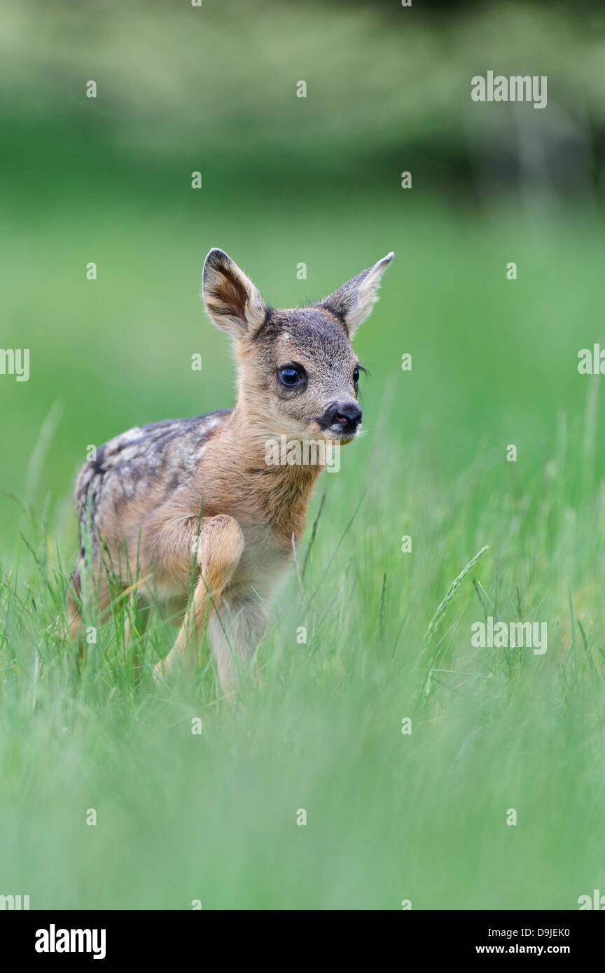 Capreolus capreolus, Reh, Rehwild, Roe Deer, fawn Stock Photo - Alamy