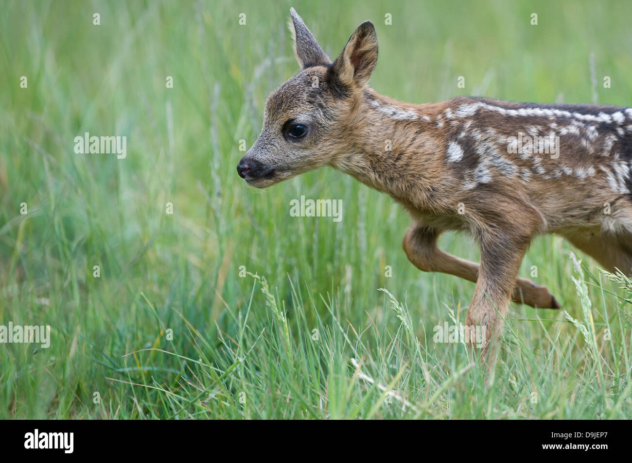 Capreolus capreolus, Reh, Rehwild, Roe Deer, fawn Stock Photo - Alamy