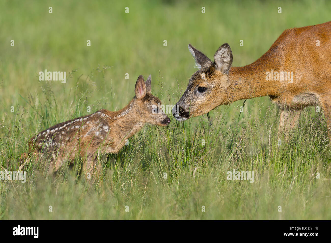Capreolus capreolus, Reh, Rehwild, Roe Deer, fawn Stock Photo - Alamy