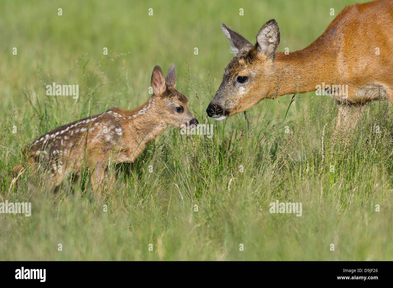 Capreolus capreolus, Reh, Rehwild, Roe Deer, fawn Stock Photo - Alamy