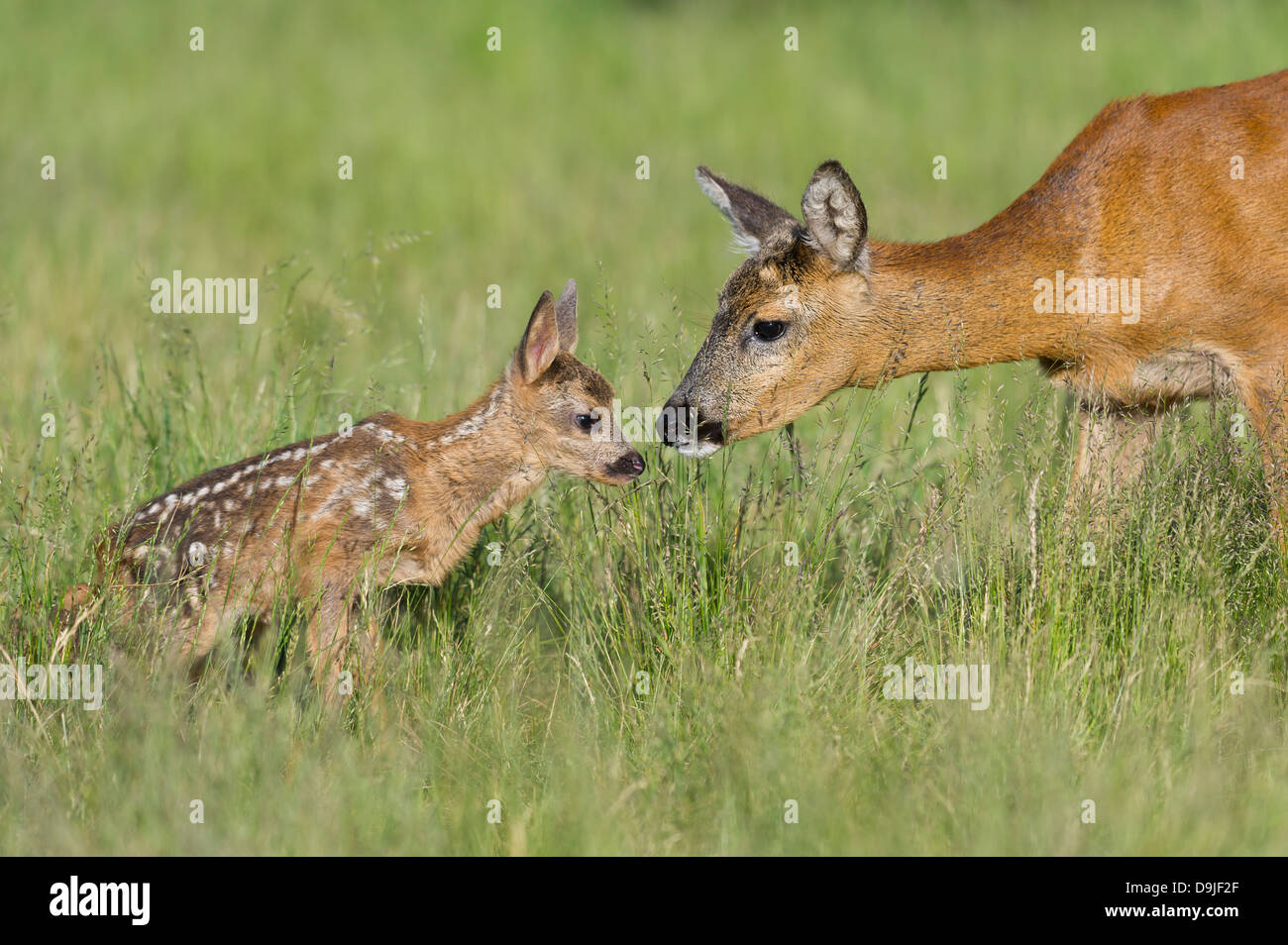 Capreolus capreolus, Reh, Rehwild, Roe Deer, fawn Stock Photo - Alamy