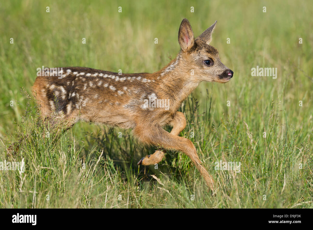 Capreolus capreolus, Reh, Rehwild, Roe Deer, fawn Stock Photo - Alamy