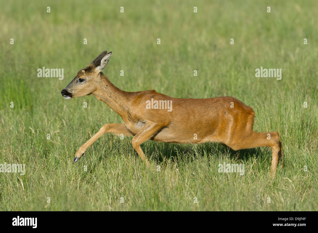 Capreolus capreolus, Reh, Rehwild, Roe Deer, fawn Stock Photo - Alamy