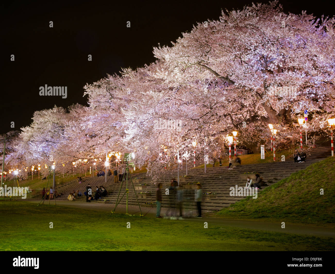 Sakura At Night Festivals