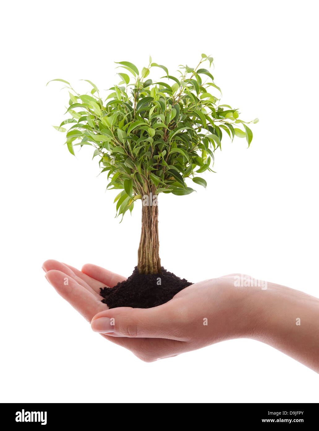 Hand holding green tree isolated on white Stock Photo - Alamy
