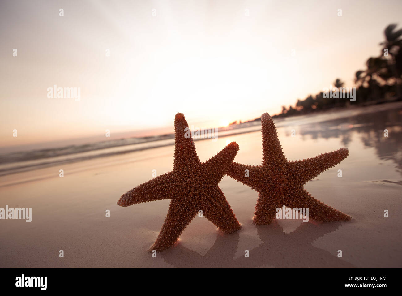 sea star starfish Silhouette on sunrise beach, shallow dof Stock Photo ...