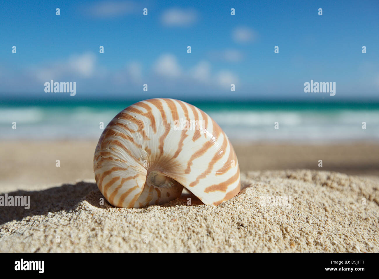 small nautilus shell with ocean , beach and seascape, shallow dof Stock ...