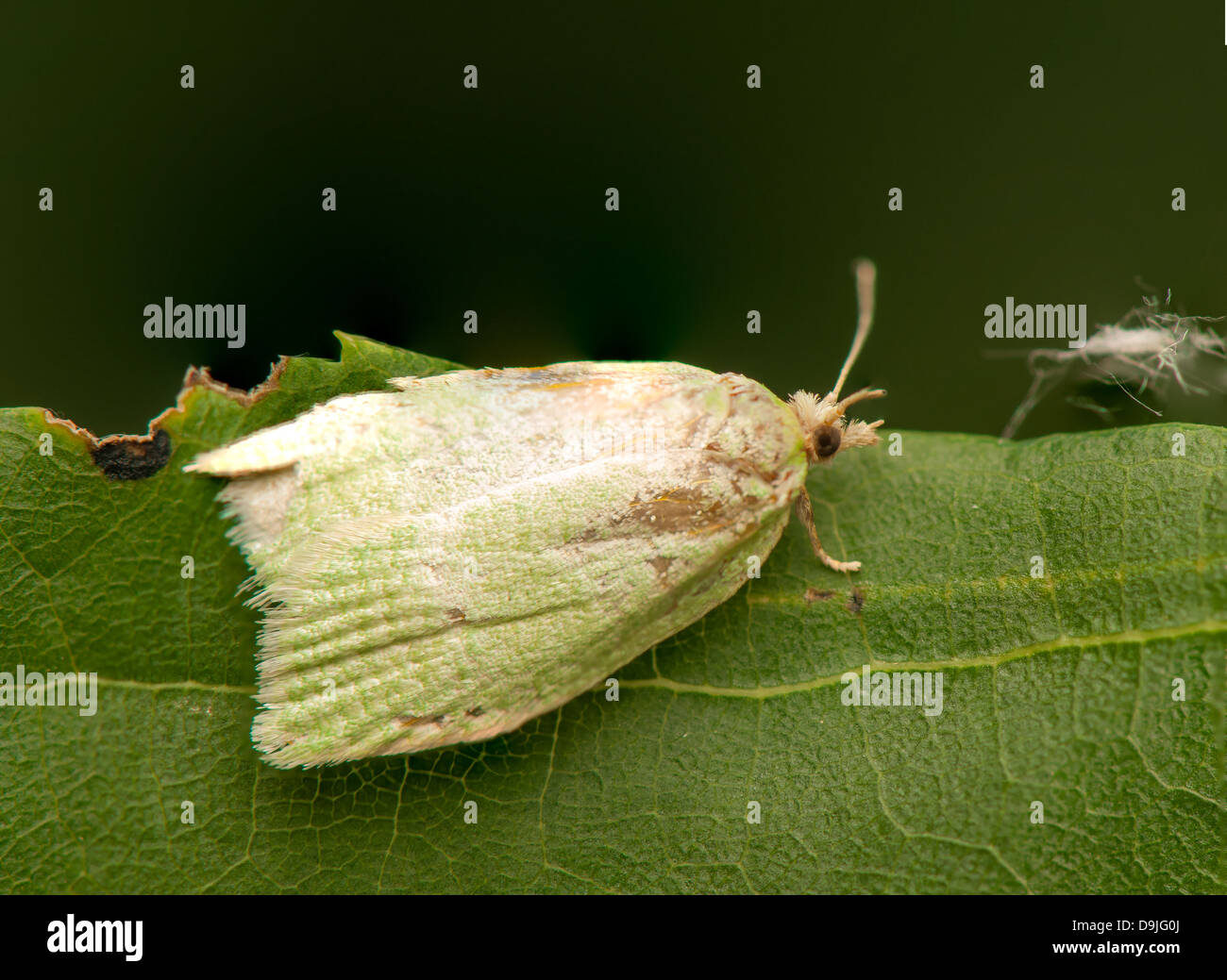 Tortrix hi-res stock photography and images - Alamy