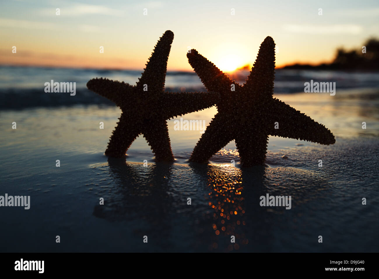 sea star starfish Silhouette on sunrise beach, shallow dof Stock Photo ...