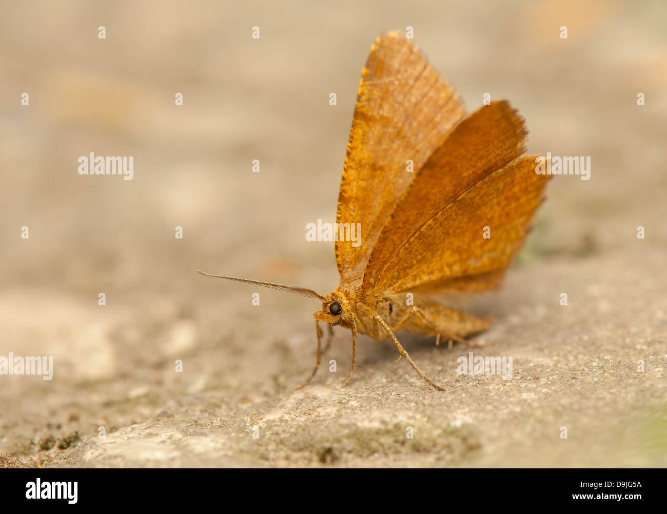 Macaria hi-res stock photography and images - Alamy