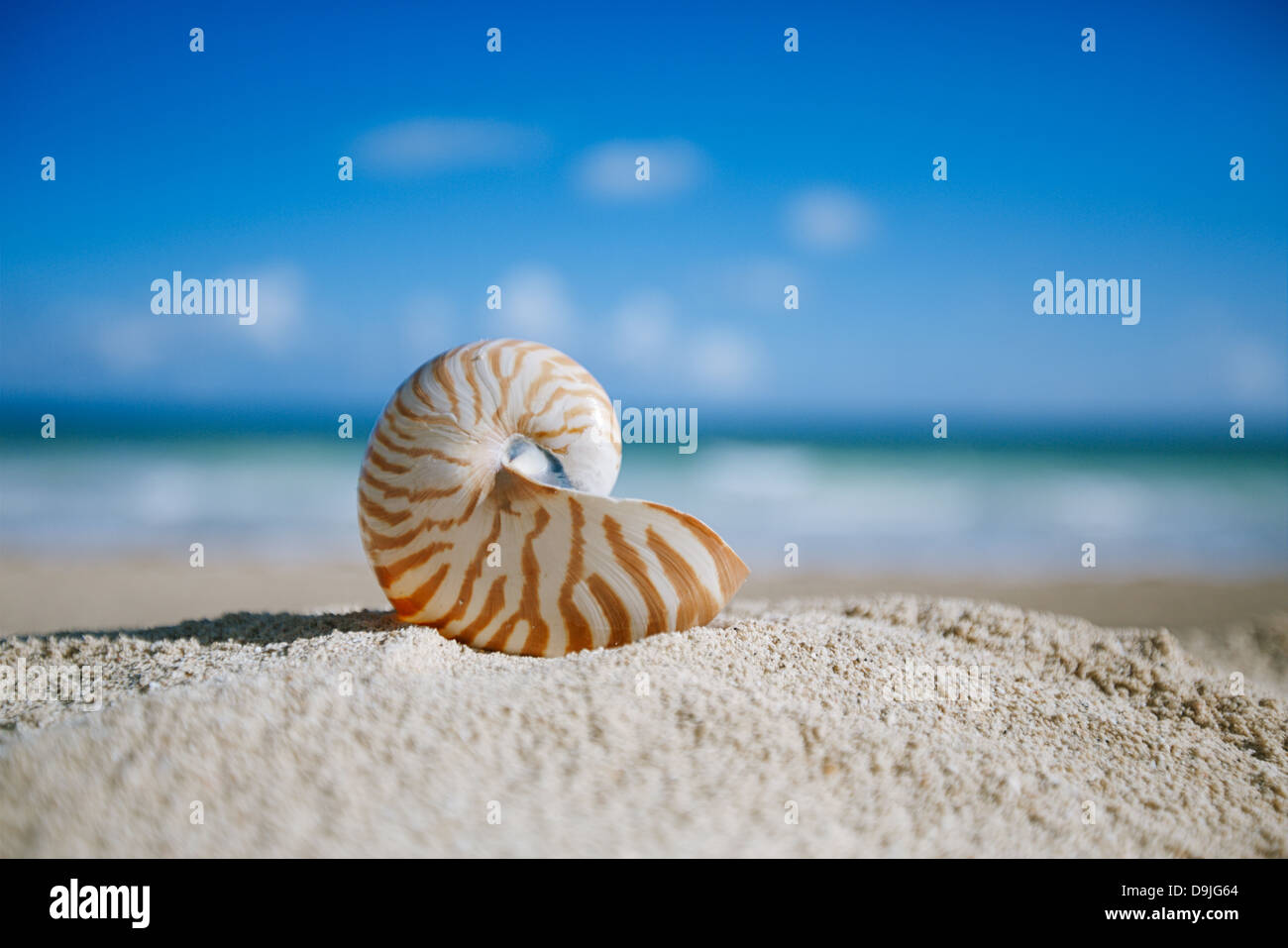 small nautilus shell with ocean , beach and seascape, shallow dof Stock ...