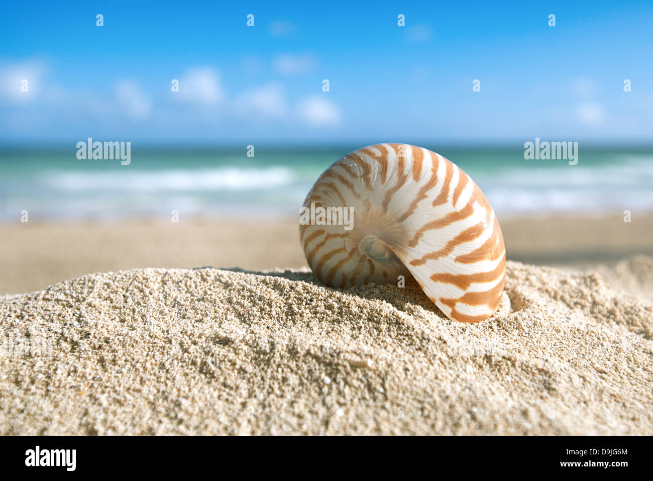 small nautilus shell with ocean , beach and seascape, shallow dof Stock ...
