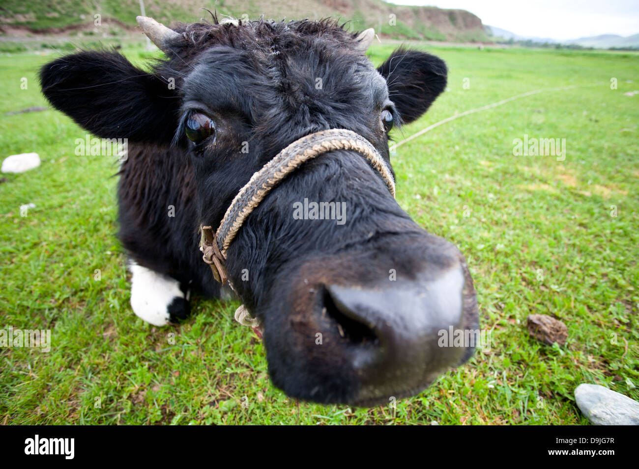 A little black curious Cow Stock Photo - Alamy