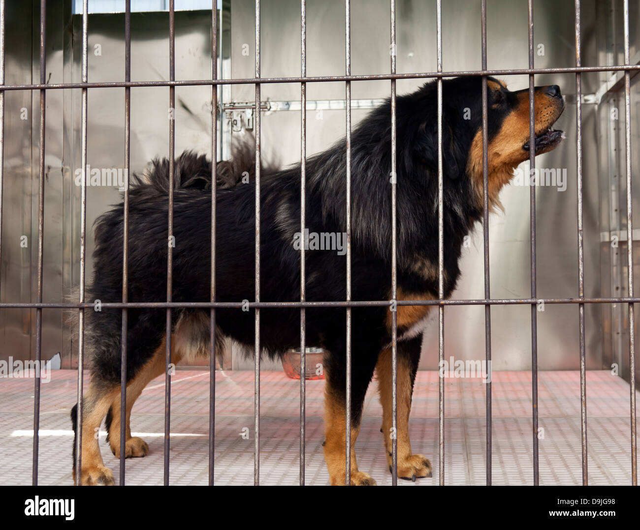 The purebred mastiff in cage Stock Photo - Alamy