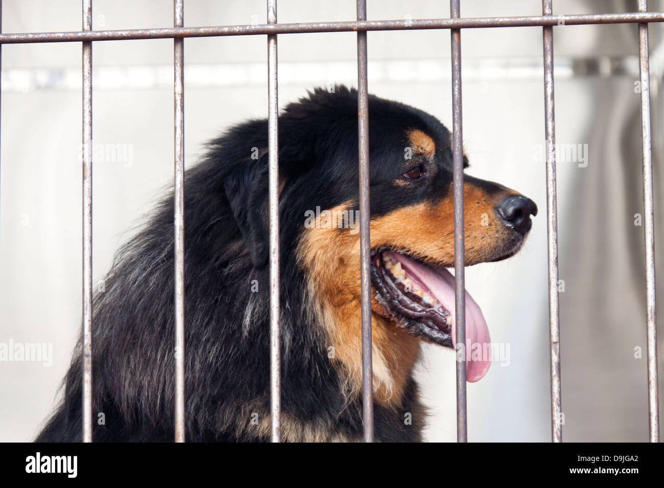 The purebred mastiff in cage Stock Photo - Alamy