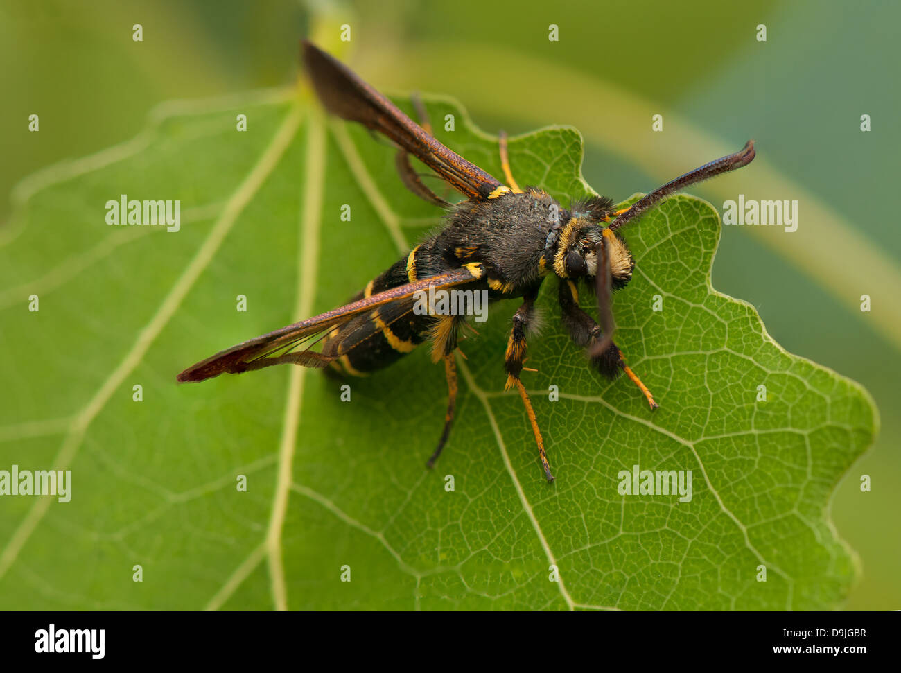 Paranthrene hi-res stock photography and images - Alamy