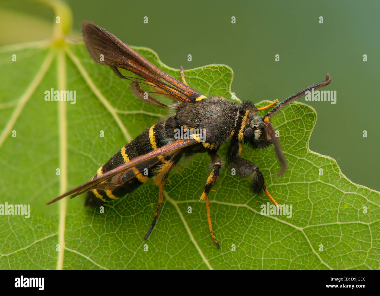 Paranthrene hi-res stock photography and images - Alamy