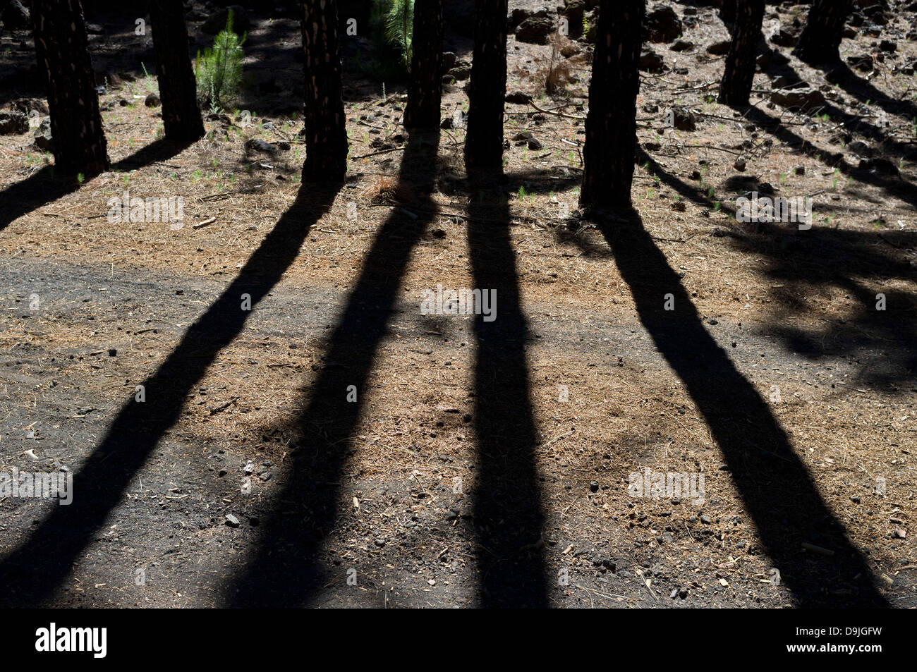 Trees path forest hi-res stock photography and images - Alamy