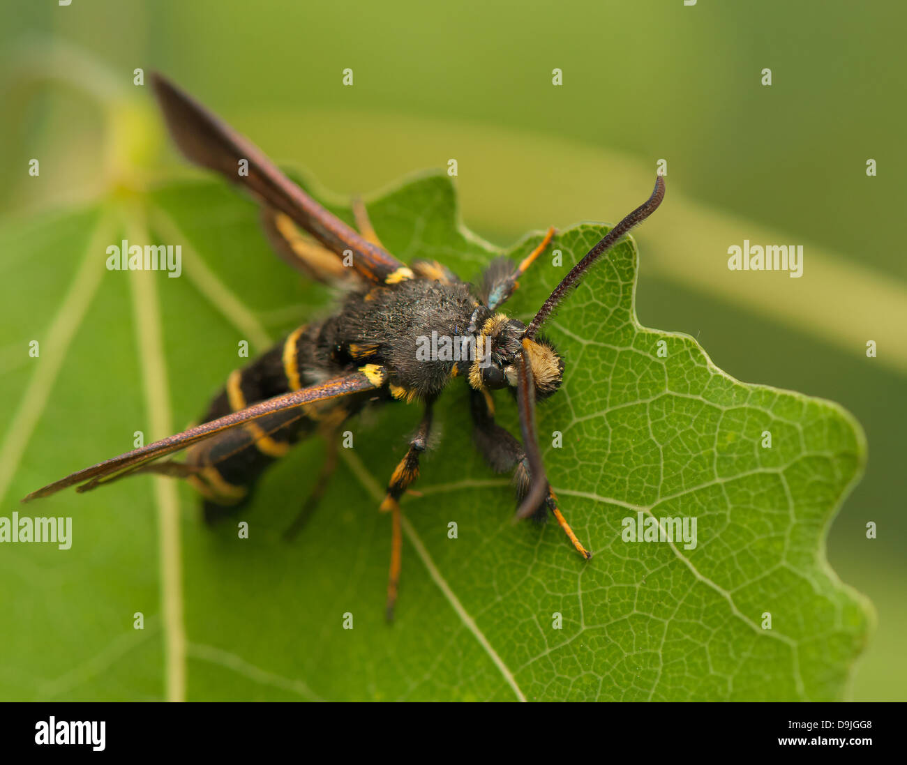 Paranthrene hi-res stock photography and images - Alamy