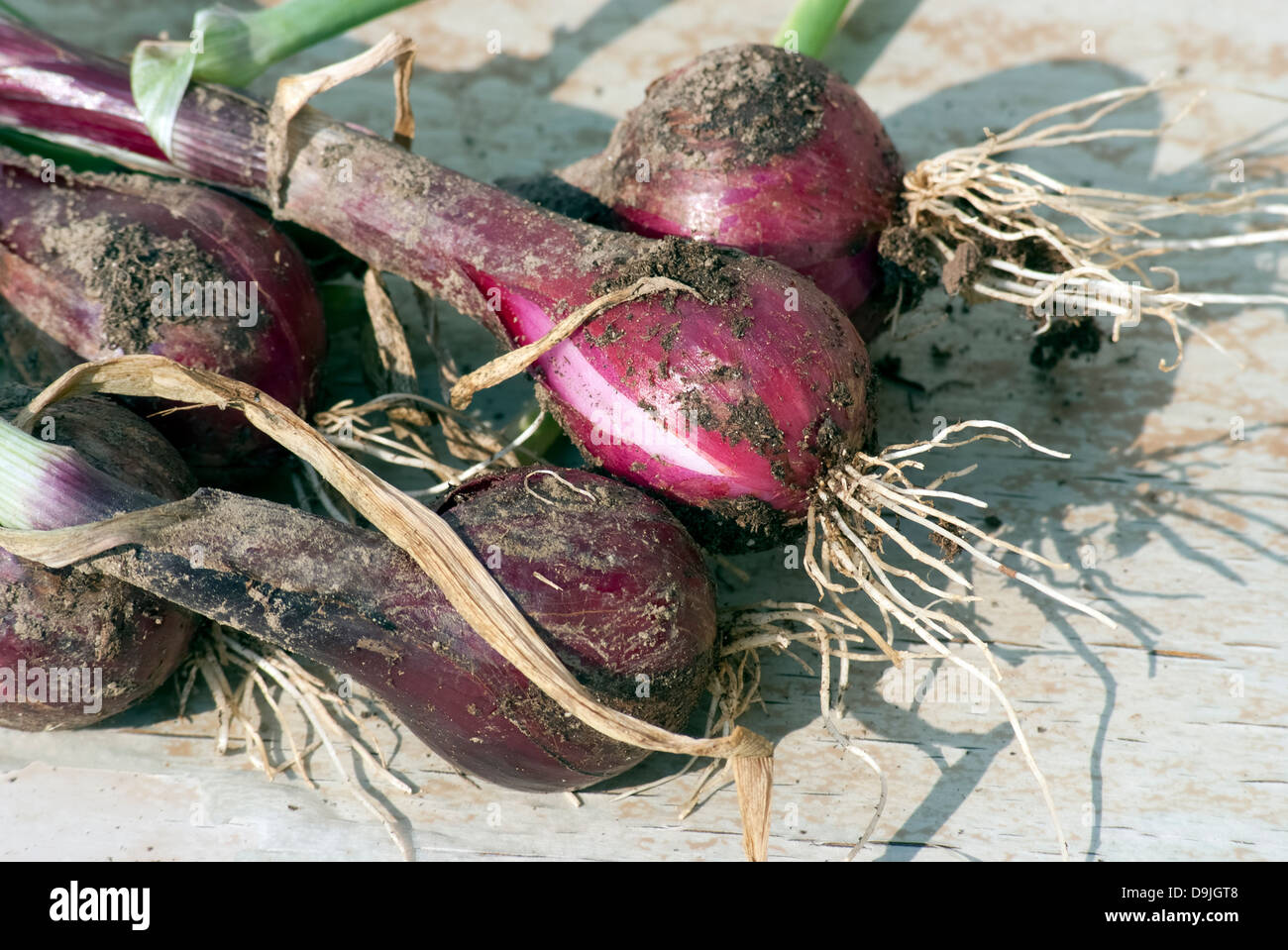 fresh organic growrh onion drying on the morning sunshine Stock Photo ...