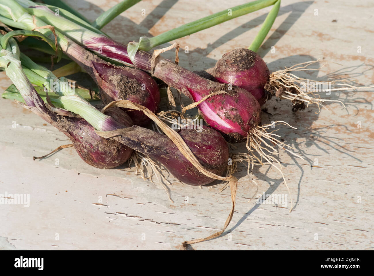 fresh organic growrh onion drying on the morning sunshine Stock Photo ...