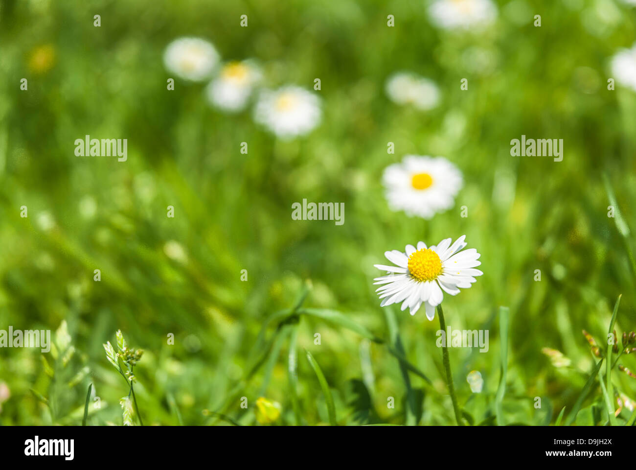 Selective focus of a daisy growing in the wild Stock Photo - Alamy
