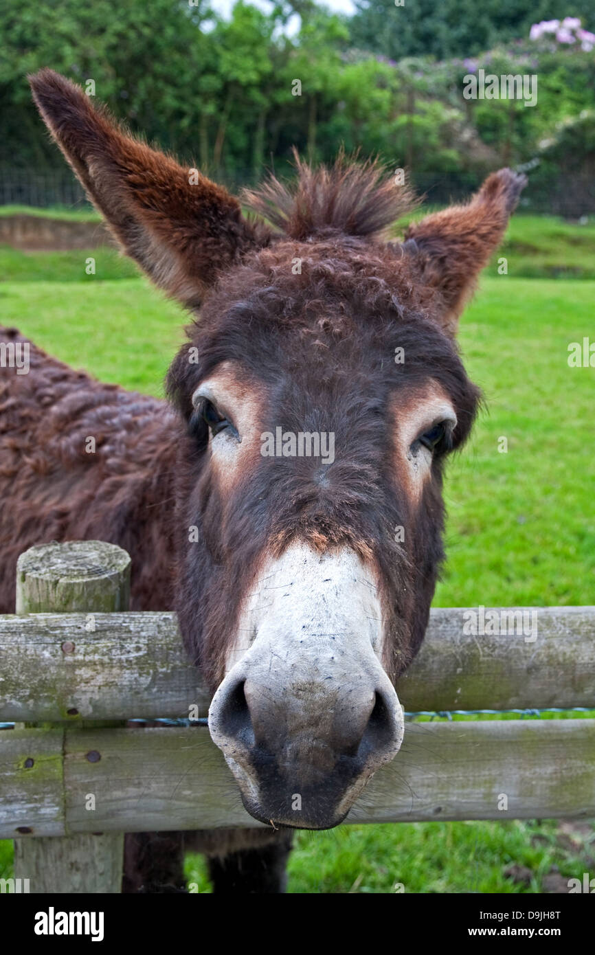Donkey looking over wooden fence Stock Photo - Alamy
