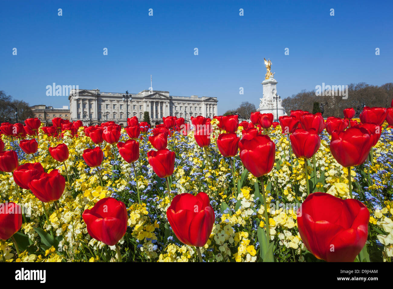 England, London, Buckingham Palace and Tulips Stock Photo - Alamy